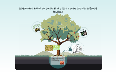 Sfagni cenu purvā un to sastāvā esošo hialīnšūnu uzsūkšanās by Loreta ...