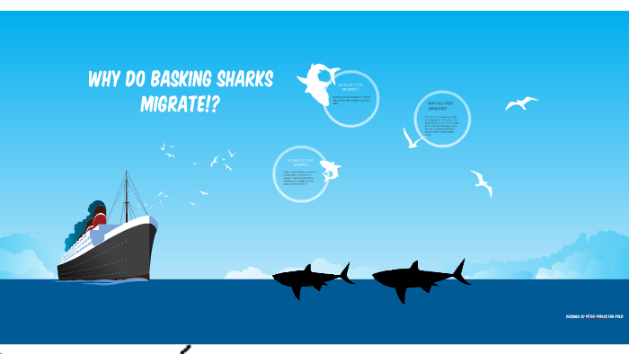 WHY DO BASKING SHARKS MIGRATE!? by Mazen Yaish on Prezi