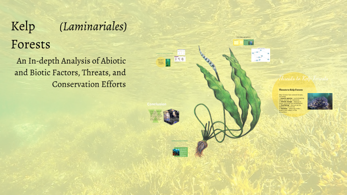Exploring the Kelp Forest Biome by Shannon Knight on Prezi
