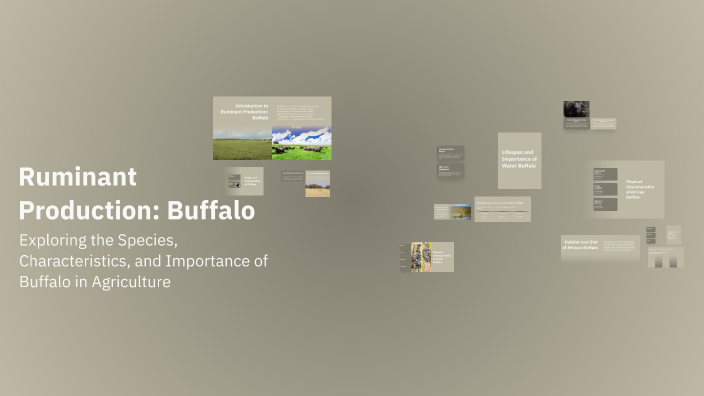 Ruminant Production: Buffalo by Riena Dua on Prezi