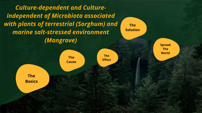 Culture-dependent and Culture-independent of Microbiota associated with ...
