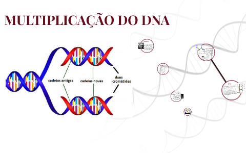 MULTIPLICAÇÃO DO DNA by Julia Hobold on Prezi