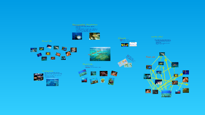 coral reef biome project by Elizabeth Southern