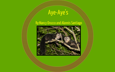 Aye-Ayes by alannis santiago on Prezi