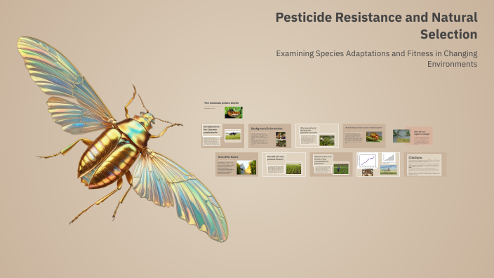 Background Information by Matthew Boughton on Prezi