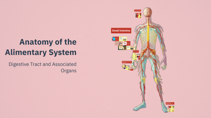Anatomy of the Alimentary System by Pola Nowak on Prezi