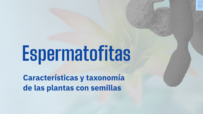 Espermatofitas by MANUEL ALEJANDRO PATIÑO RODRIGUEZ on Prezi