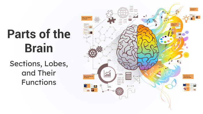 Parts of the Brain by kerilos on Prezi