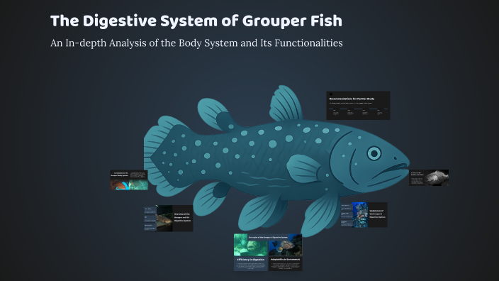 The Digestive System of Grouper Fish by cedreck canayon on Prezi