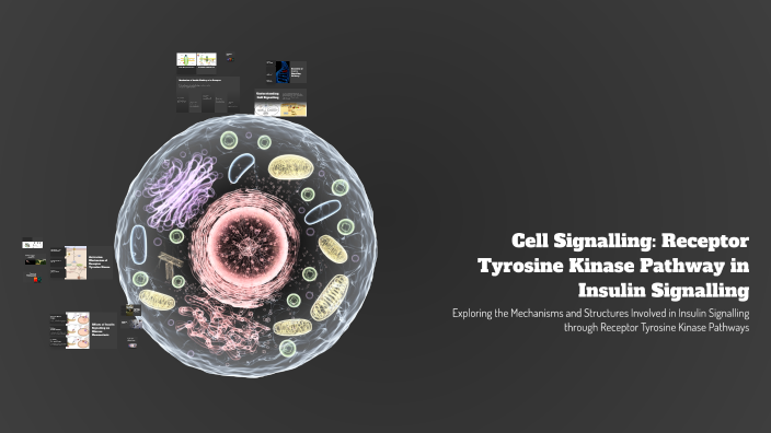 Cell Signalling: Receptor Tyrosine Kinase Pathway in Insulin Signalling ...