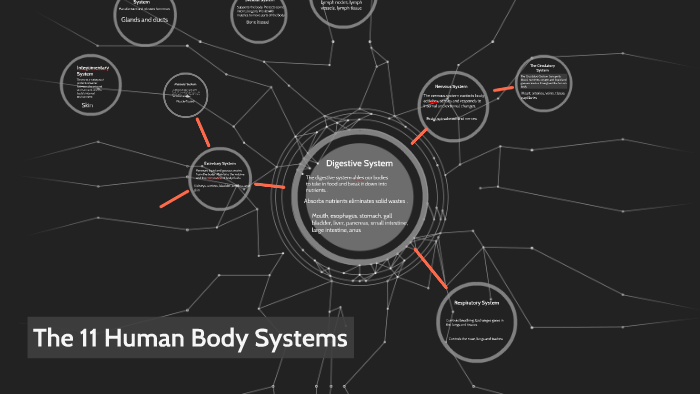 The 11 human body Systems by Daniel Wells on Prezi