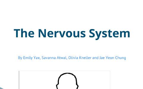 The Nervous System by Emily Yax on Prezi
