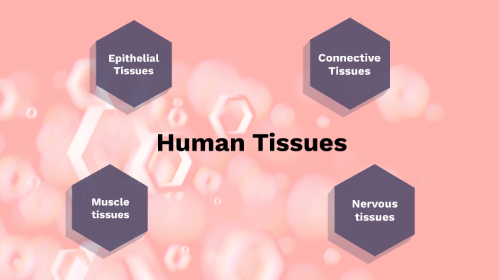 Tissues and cells flowchart by Riley Hill on Prezi