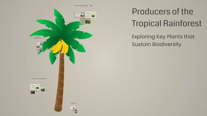Producers of the Tropical Rainforest by Stefan Sekulovski on Prezi
