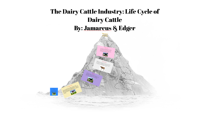 The Dairy Cattle Industry: Life Cycle of Dairy Cattle by shel0ve.pg ...