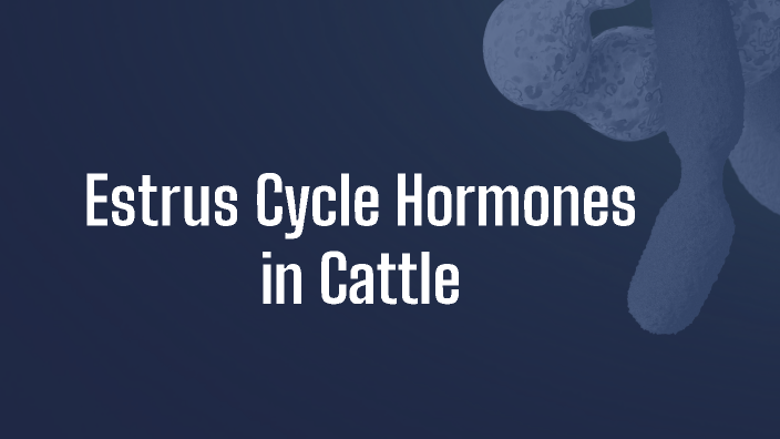 Estrus Cycle Hormones in Cattle by Neel Shah on Prezi