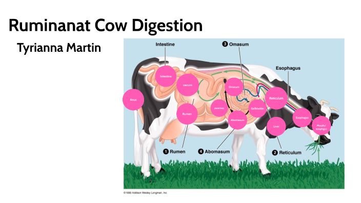 PBM 6- Ruminant Digestive System by Tyrianna Martin on Prezi