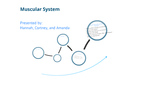 Muscular System by Amanda Cheeseman on Prezi