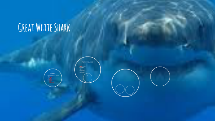 Great White Shark by holley burkhart on Prezi