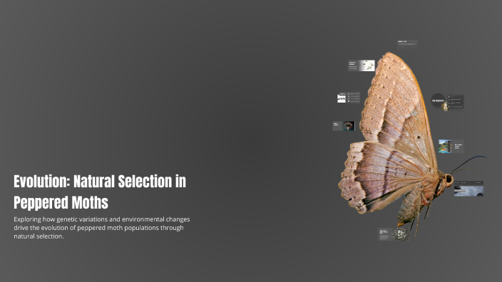 Evolution: Natural Selection in Peppered Moths by Daniel Tursunbaev on ...