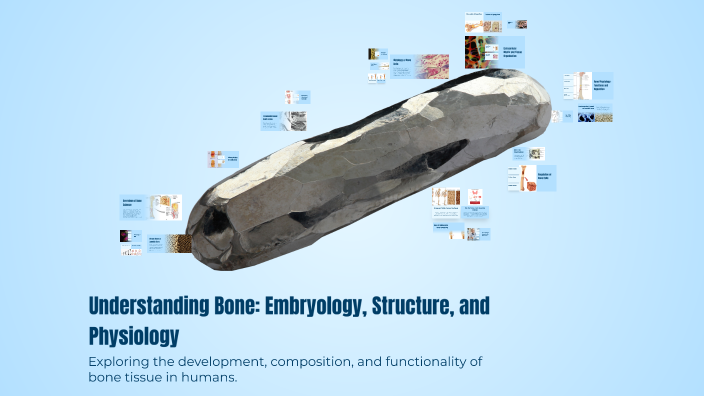 Understanding Bone: Embryology, Structure, and Physiology by Lwin Maung ...