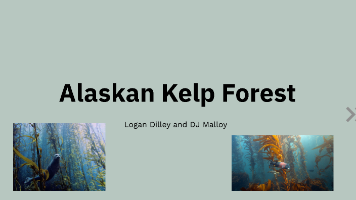 Alaskan Kelp Forest by Dennis Malloy on Prezi