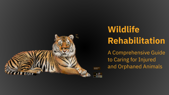Wildlife Rehabilitation by Kim Sabo on Prezi