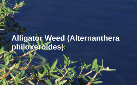 Alligatorweed (Alternanthera philoxeroides) by Blake Welling on Prezi