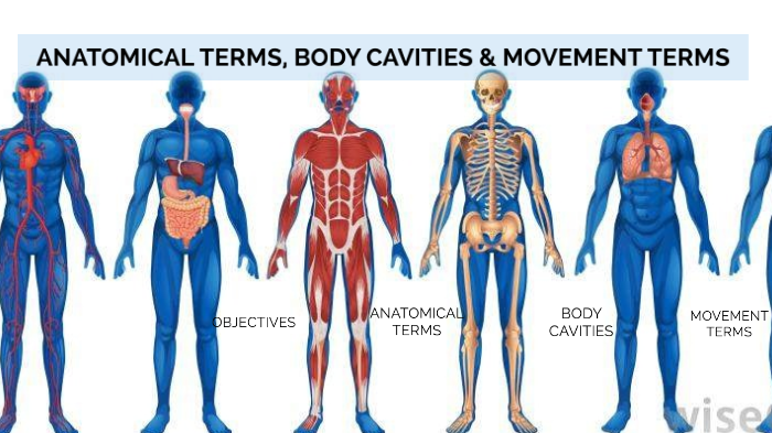 Anatomical Terms by Romina Villamonte on Prezi