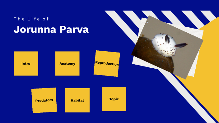 Jorunna parva by Ethan Welch on Prezi
