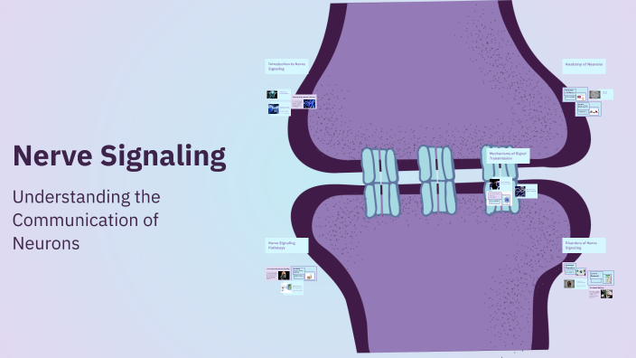 Nerve Signaling by Owen Walker on Prezi