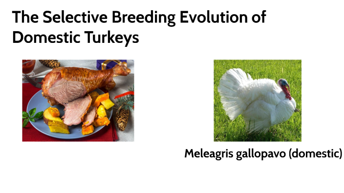 Selective Breeding Evolution in Turkeys by Christian Ponce de Leon on Prezi