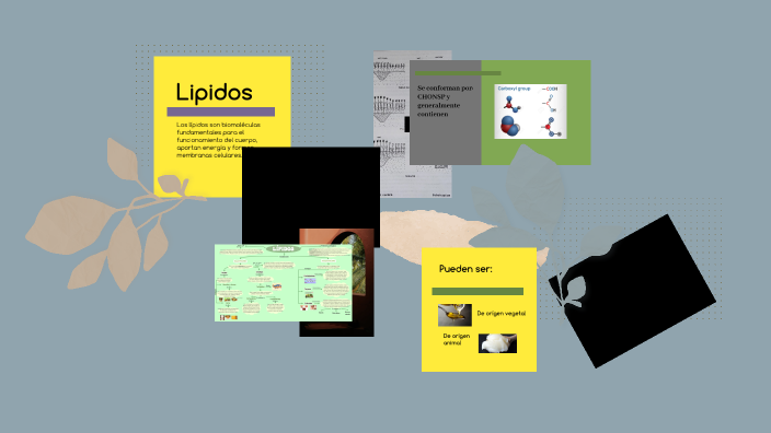 Lípidos by PAOLA SABINA CONTRERAS ROMO on Prezi