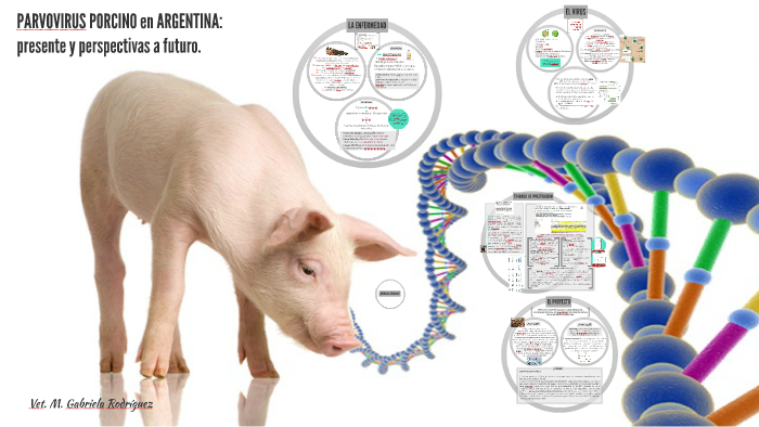 Parvovirus Porcino By Gabriela Rodríguez On Prezi