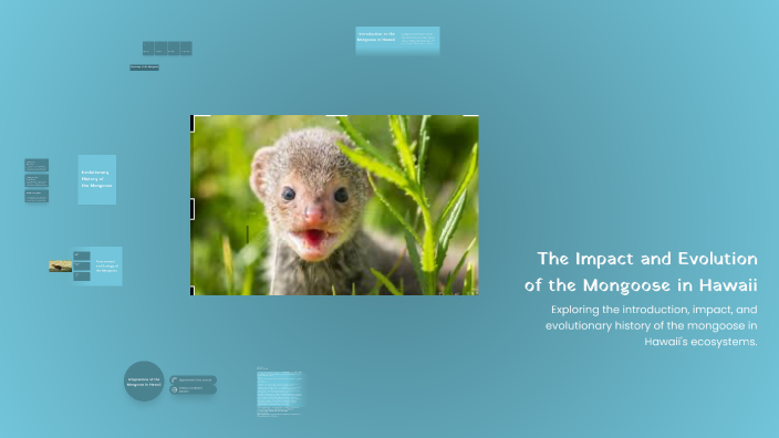 The Impact and Evolution of the Mongoose in Hawaii by Alyssa Green on Prezi
