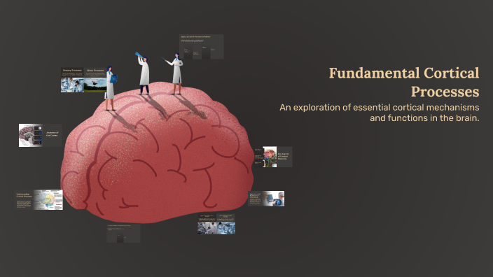 Fundamental Cortical Processes by Liuba Bocan on Prezi