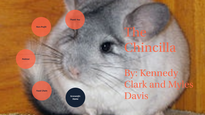 Chinchilla project (endangered species) by Kennedy Clark on Prezi