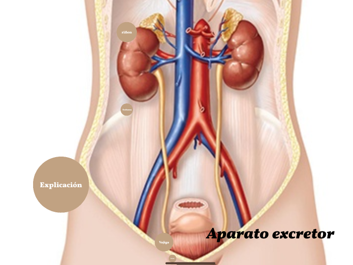 Aparato excretor by Aitana Sanchez on Prezi