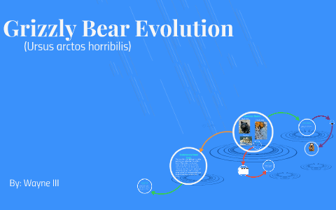 Grizzly Bear Evolution by on Prezi
