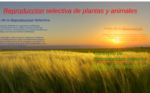 Reproduccion selectiva de plantas y animales by Alberto Carmona Fuentes ...