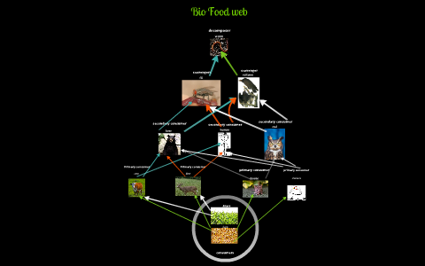 bio food web by zach parker on Prezi
