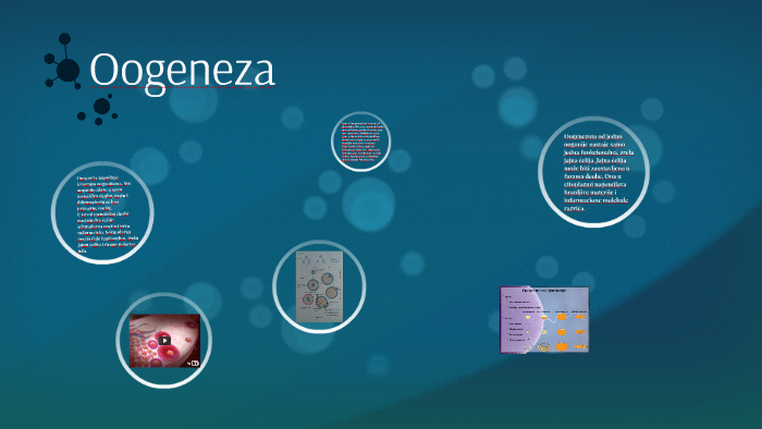 Oogeneza by Milos Djordjevic on Prezi