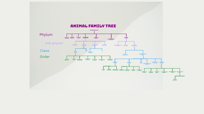 Animal Family Tree by Shelby Brown on Prezi