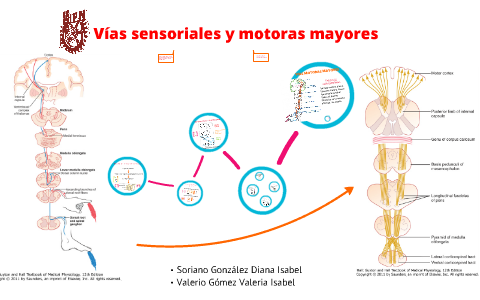 Vías sensoriales y motoras mayores by Diana Soriano on Prezi