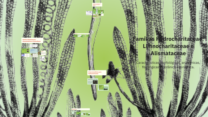 Famílias Hydrocharitaceae, Limnocharitaceae e Alismataceae by KELVIN ...