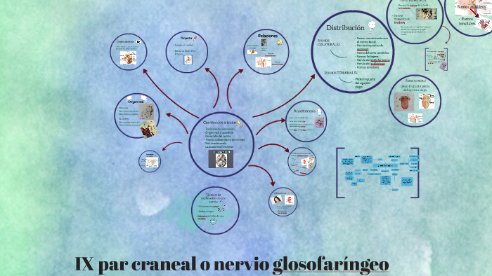 Nervio Glosofaringeo by Dania Meza on Prezi Next