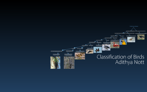 Honors Project Dichotomous Key and Classification Diagram by Adithya ...