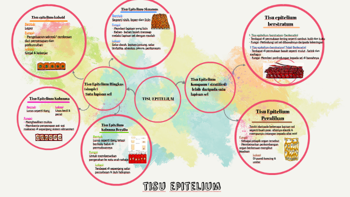 TISU EPITELIUM by athirah ridzuan on Prezi