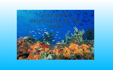 Coral Reefs; Rainforests of the ocean by Hayley Brock on Prezi