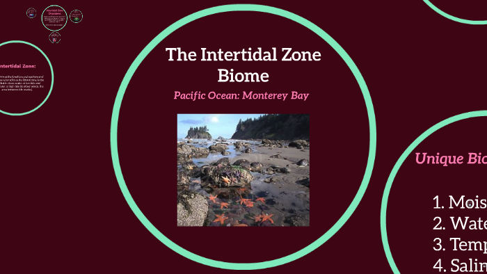 The Intertidal Zone Biome by Emma Phillips on Prezi